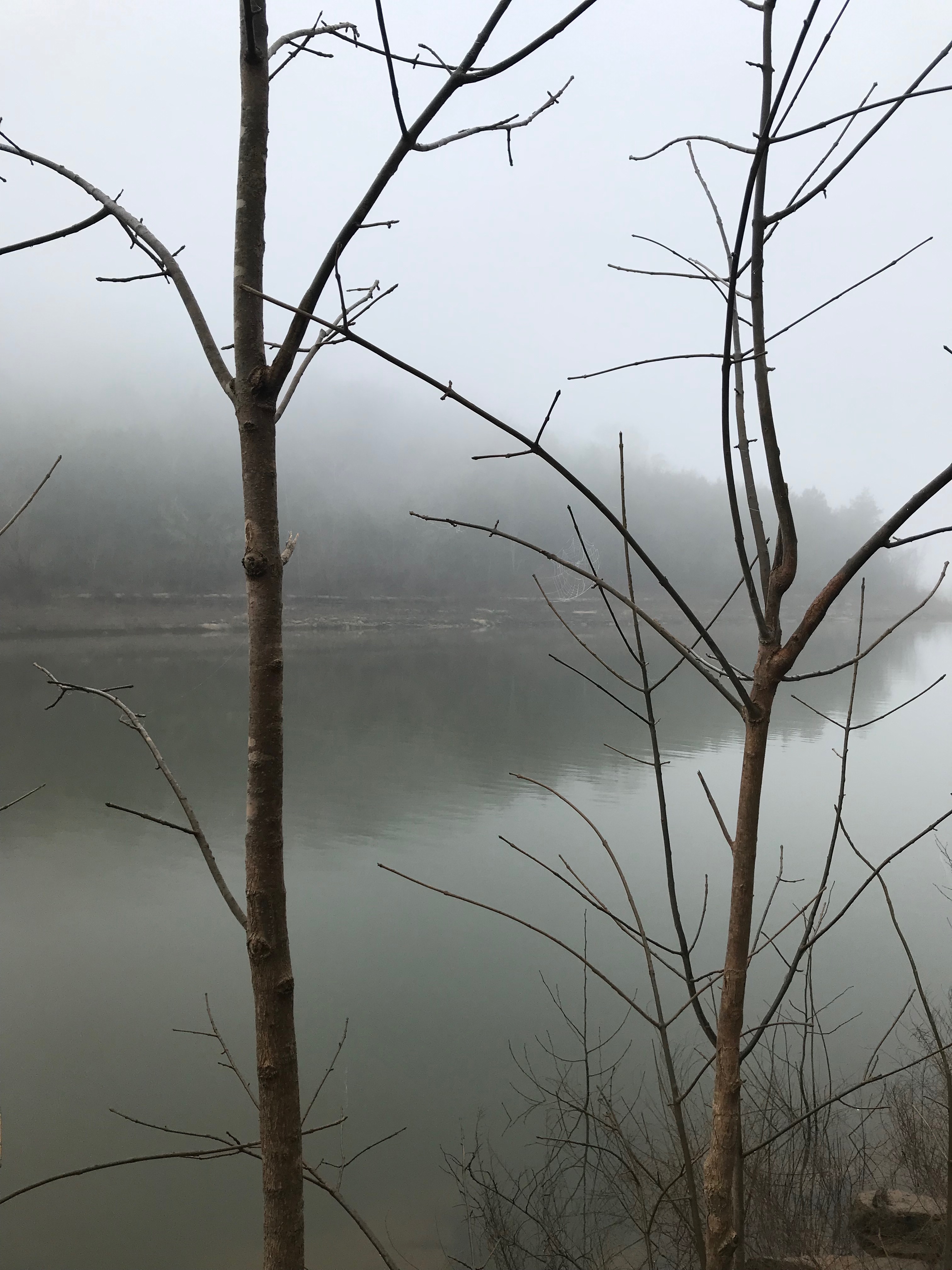 Mist and Shadows, All Will Fade | Joanne Hofmeister