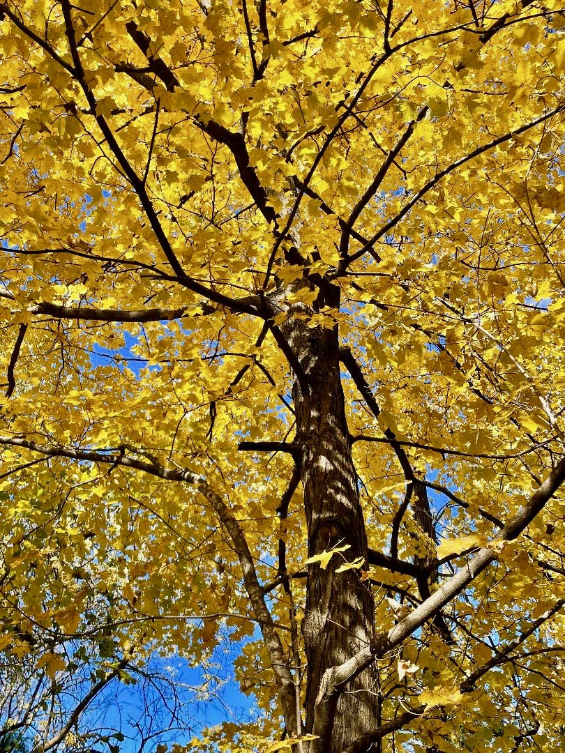 November Maples | Joanne Hofmeister